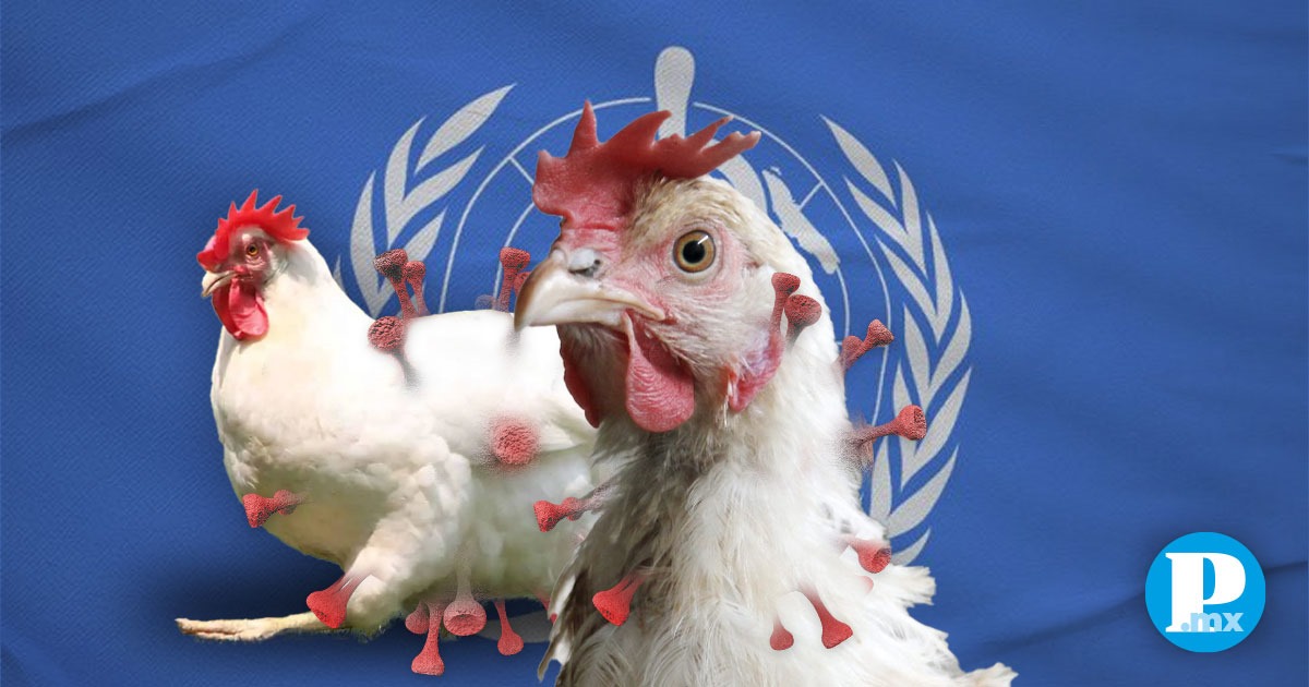 OMS: reporta muerte por gripe aviar H5N2 en México