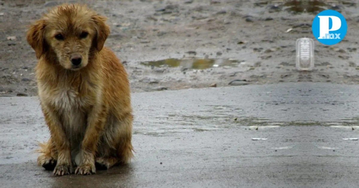 Sin hogar ni ayuda, miles de perros sufren las inundaciones