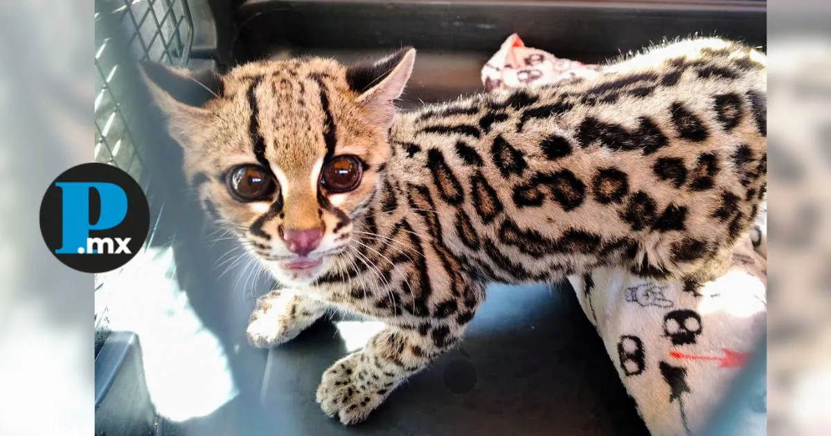 Profepa rescata tigrillo en CDMX; rescata a más de 100 animales en 2025