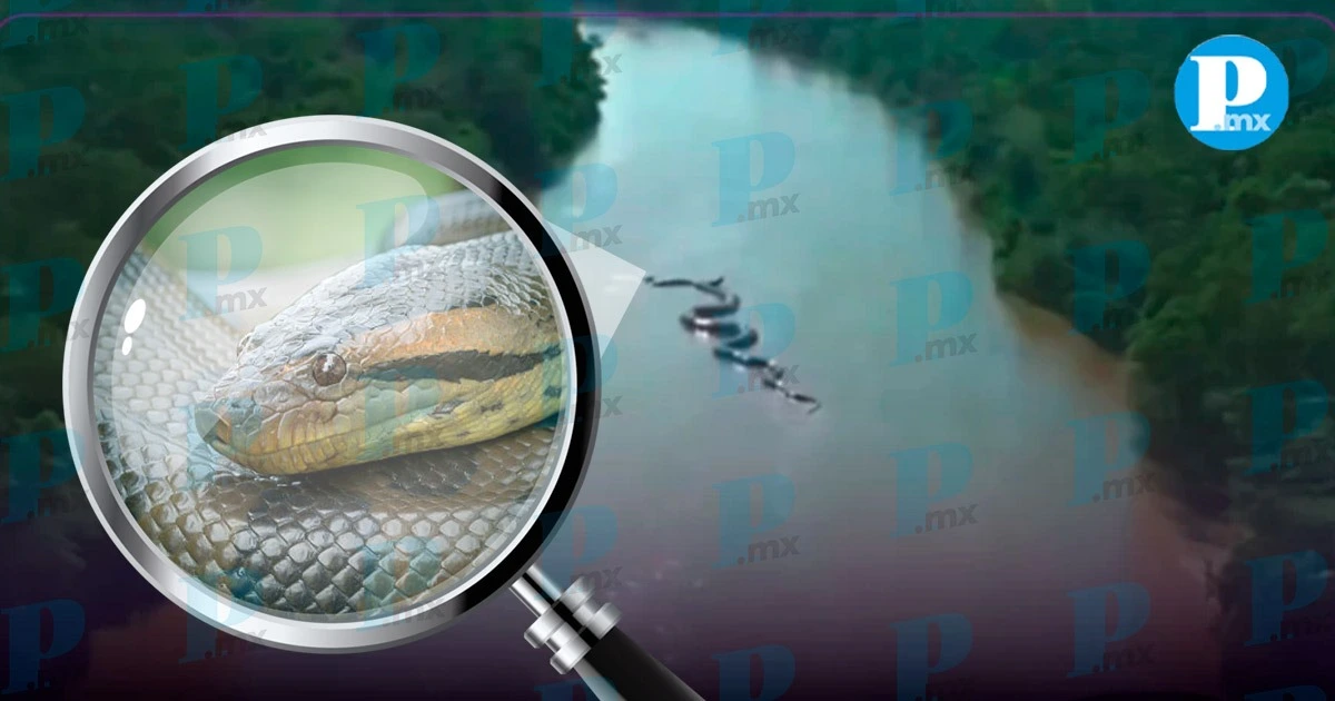 Captan en video a enorme anaconda en el río Amazonas