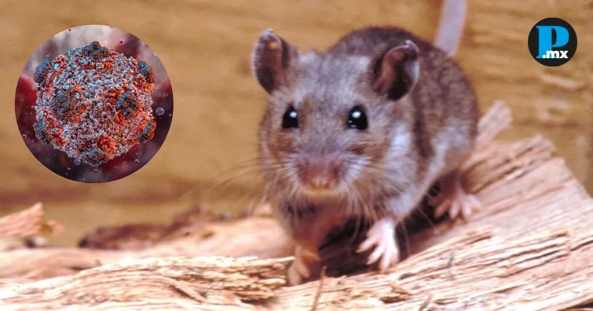 Sube a ocho los casos de hantavirus; epidemiologa de BUAP aclara qué ...