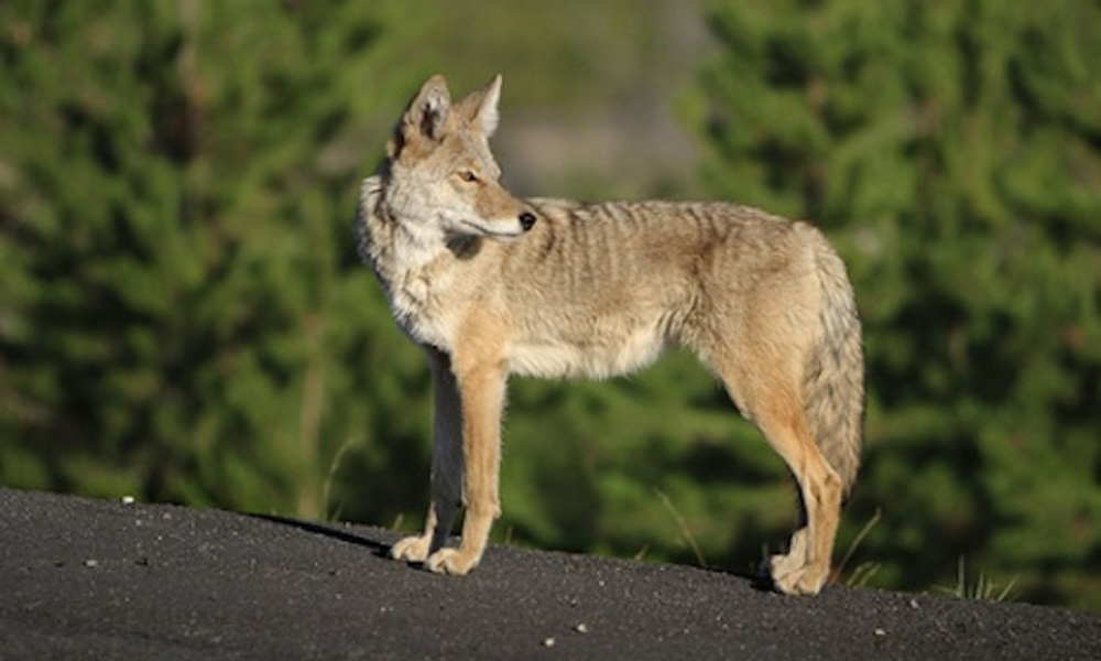 Reintegran a su hábitat a coyote rescatado en Zacatlán