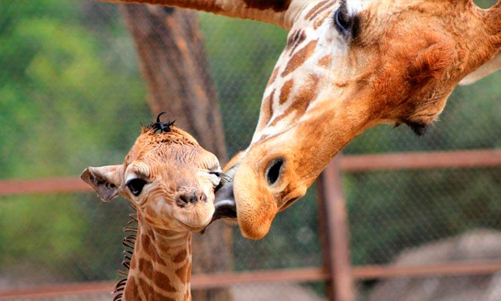 Nace jirafa en Zoológico de Chapultepec