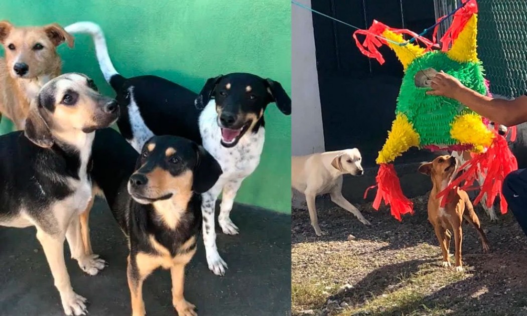 ¡Increíble! Con todo y piña hacen posada para perros callejeros en ...