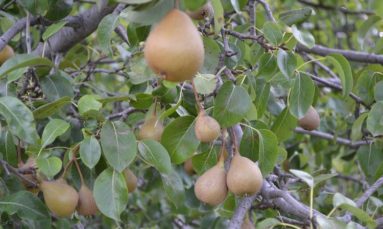 Puebla primer lugar nacional en producción de peras