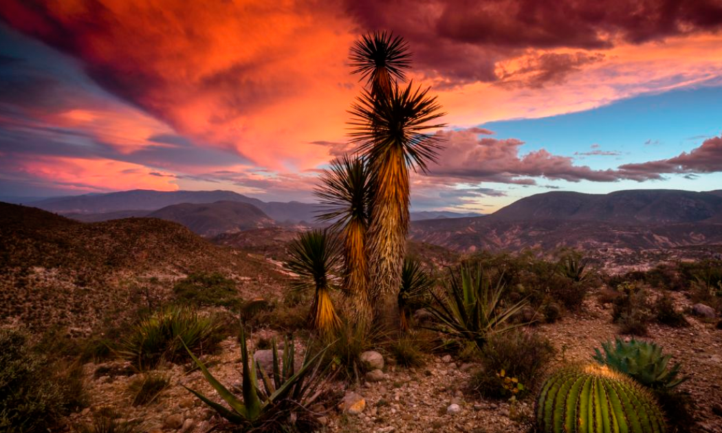 Avalan valle de Tehuacán-Cuicatlán como patrimonio mixte de Unesco