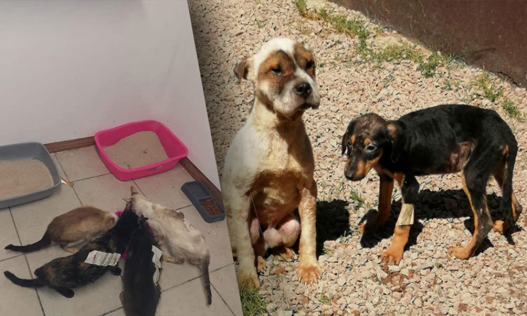 Perritos y gatitos rescatados en Bosques, en recuperación