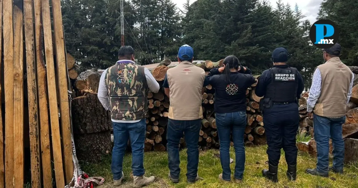 Tlaxcala pierde más de mil hectáreas de bosque al año por tala ilegal